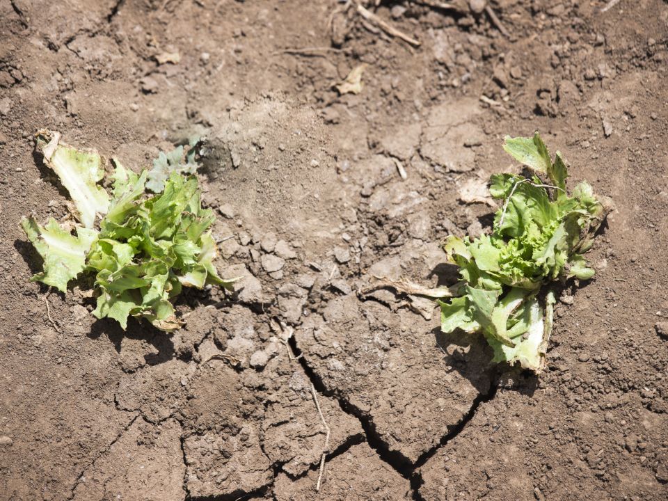 Reactive: Famine Review Committee - Ethiopia | Oxfam Ireland